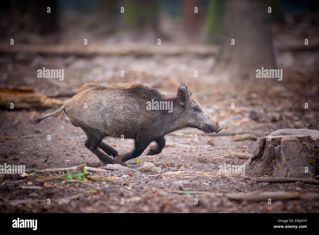 Side view of wild boar hi-res stock photography and images - Alamy