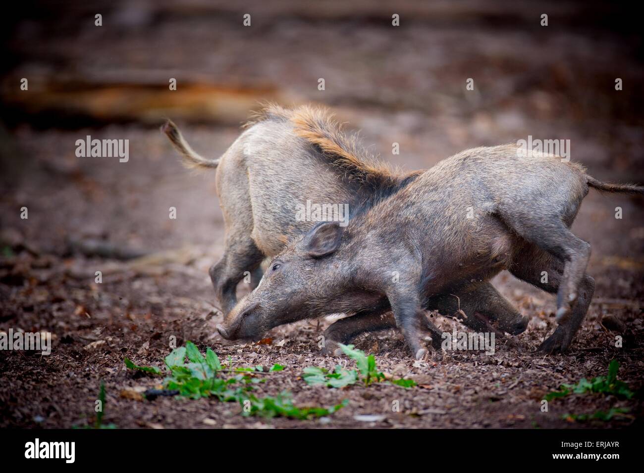 Boars hi-res stock photography and images - Alamy