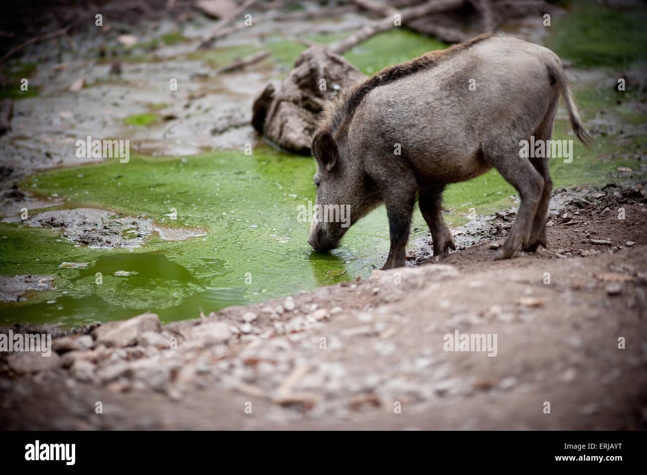 Boar hole hi-res stock photography and images - Alamy