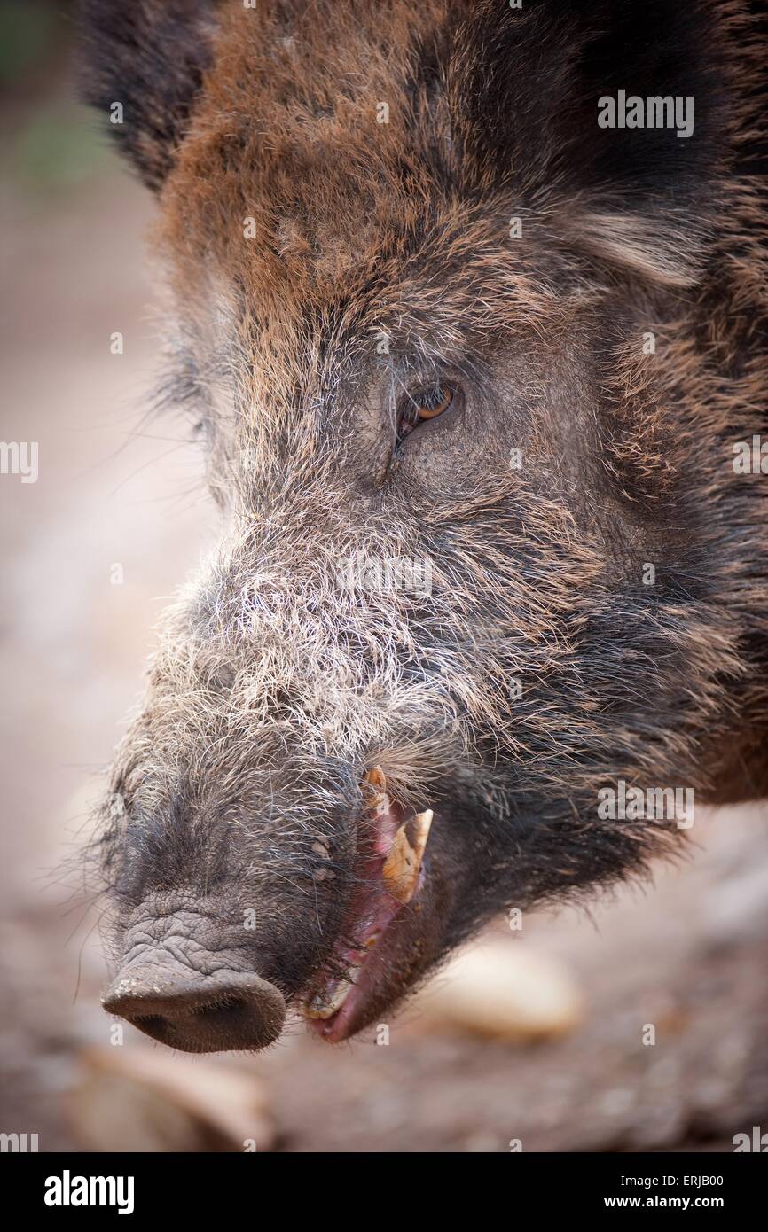 Wild boars heads hi-res stock photography and images - Alamy