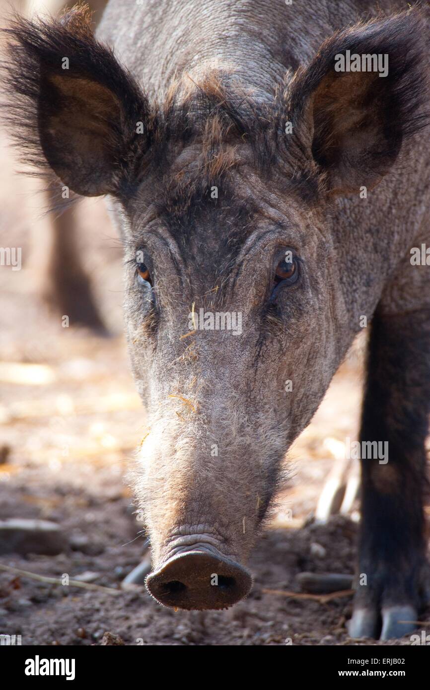 Boar eye hi-res stock photography and images - Alamy