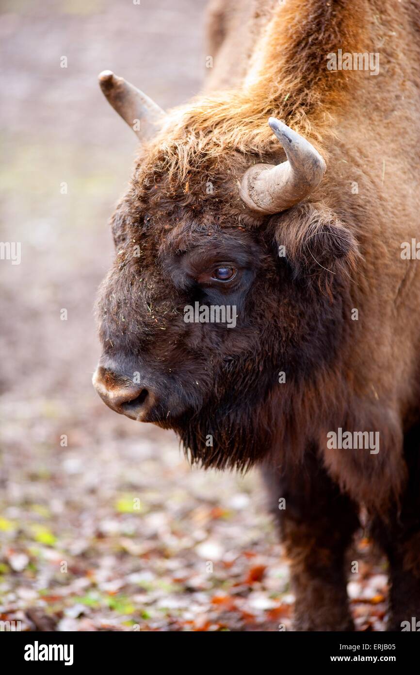 Wisent hi-res stock photography and images - Alamy