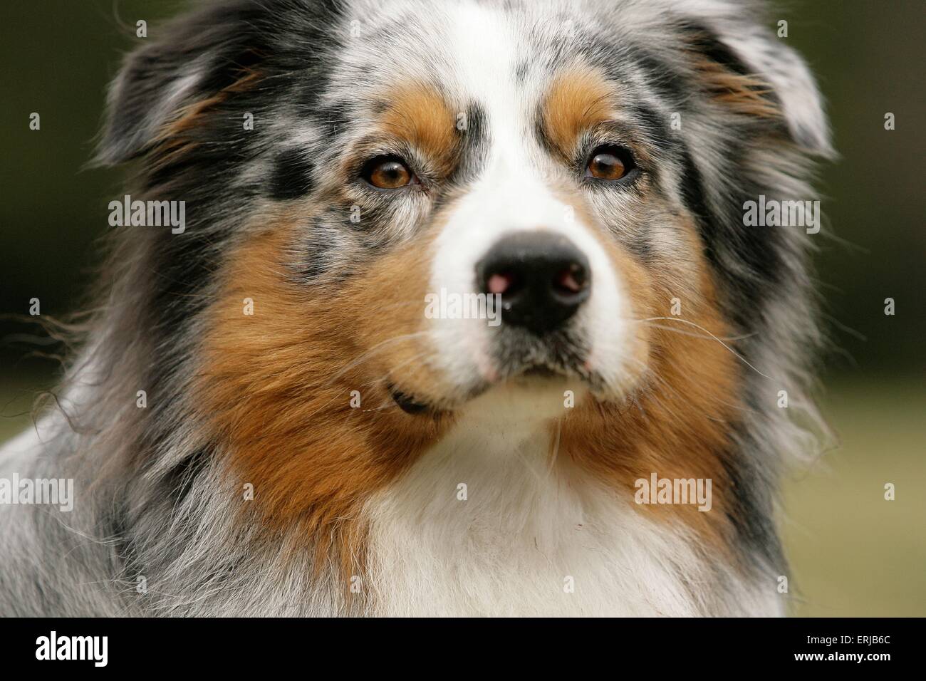 Australian Shepherd Portrait Stock Photo - Alamy