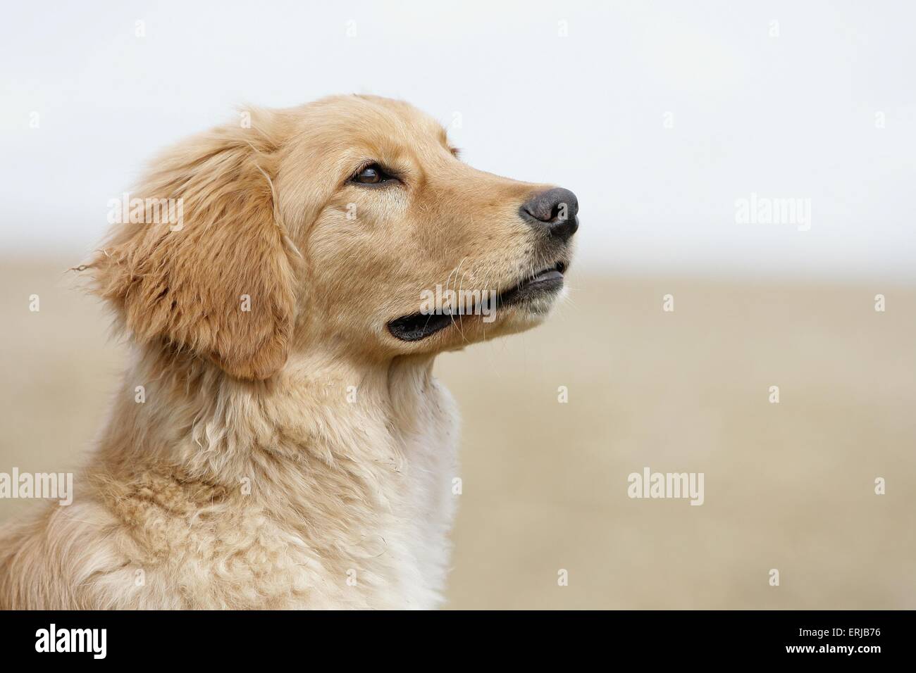 Hovawart portrait of puppy hi-res stock photography and images - Alamy