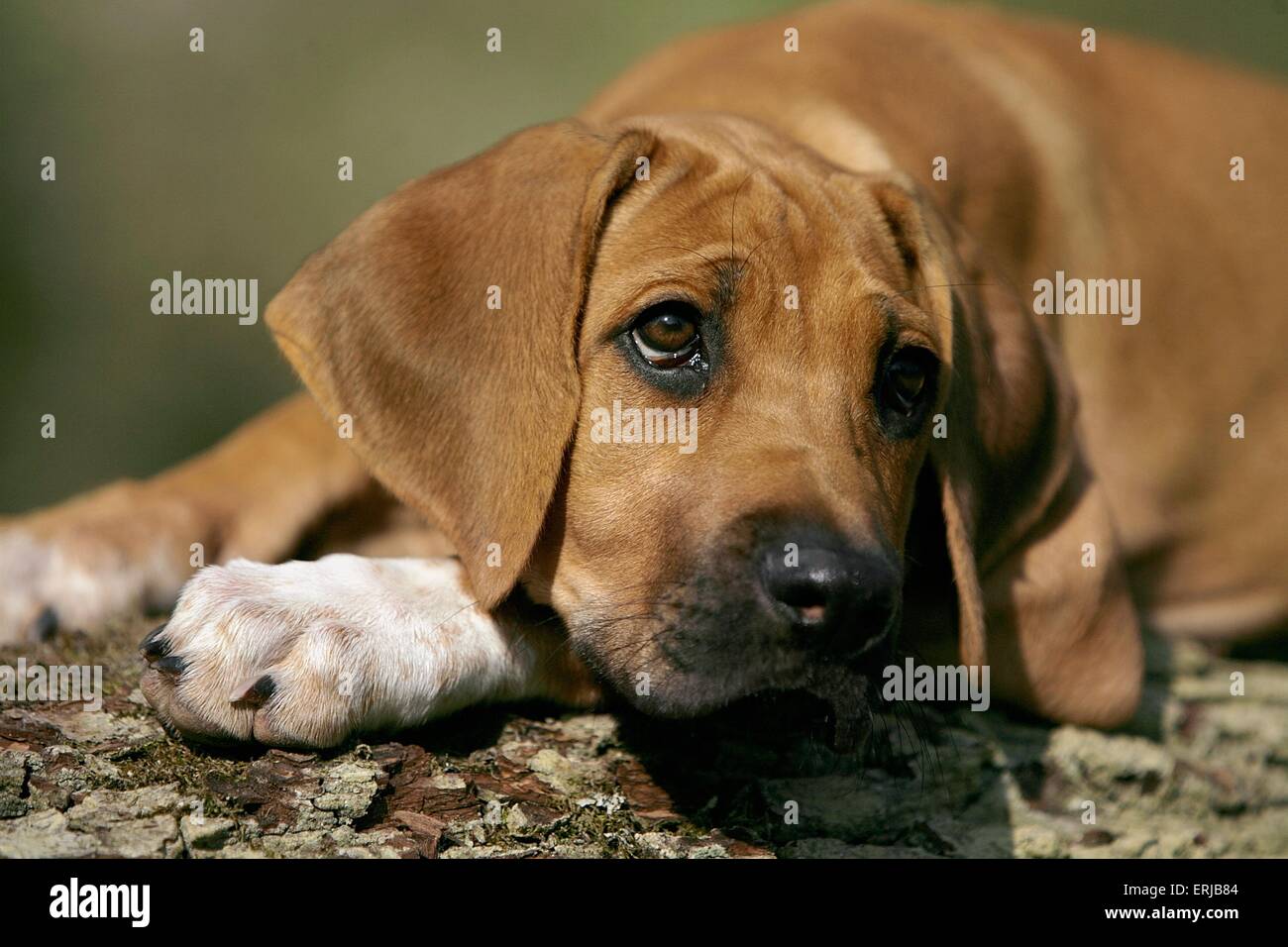 Rhodesian Ridgeback Puppy Stock Photo - Alamy