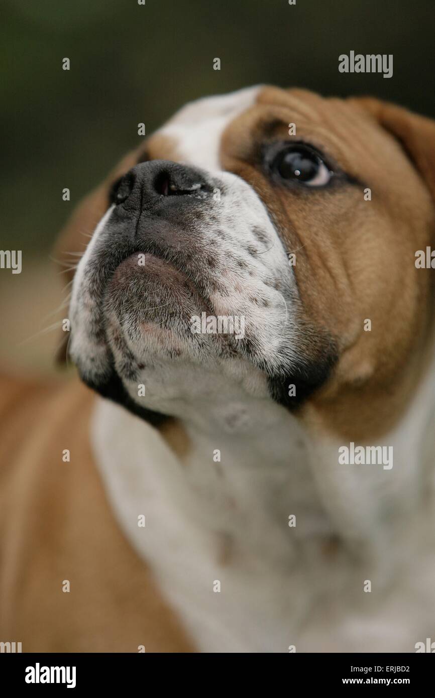 Continental Bulldog Puppy Stock Photo - Alamy