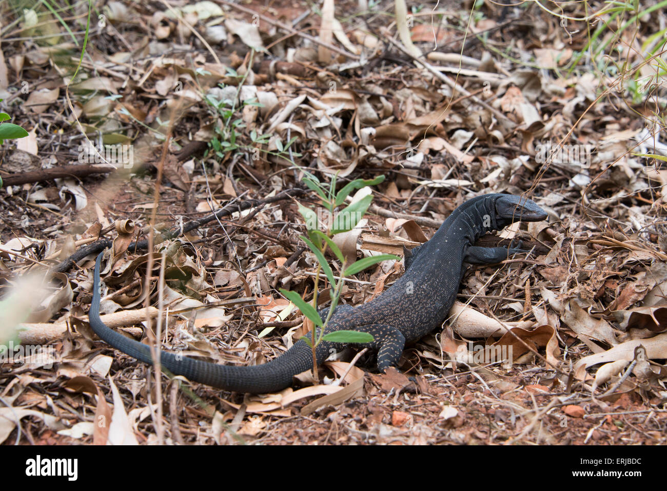 Australia, NT, Uluru - Kata Tjuta National Park. Wild Black-headed ...
