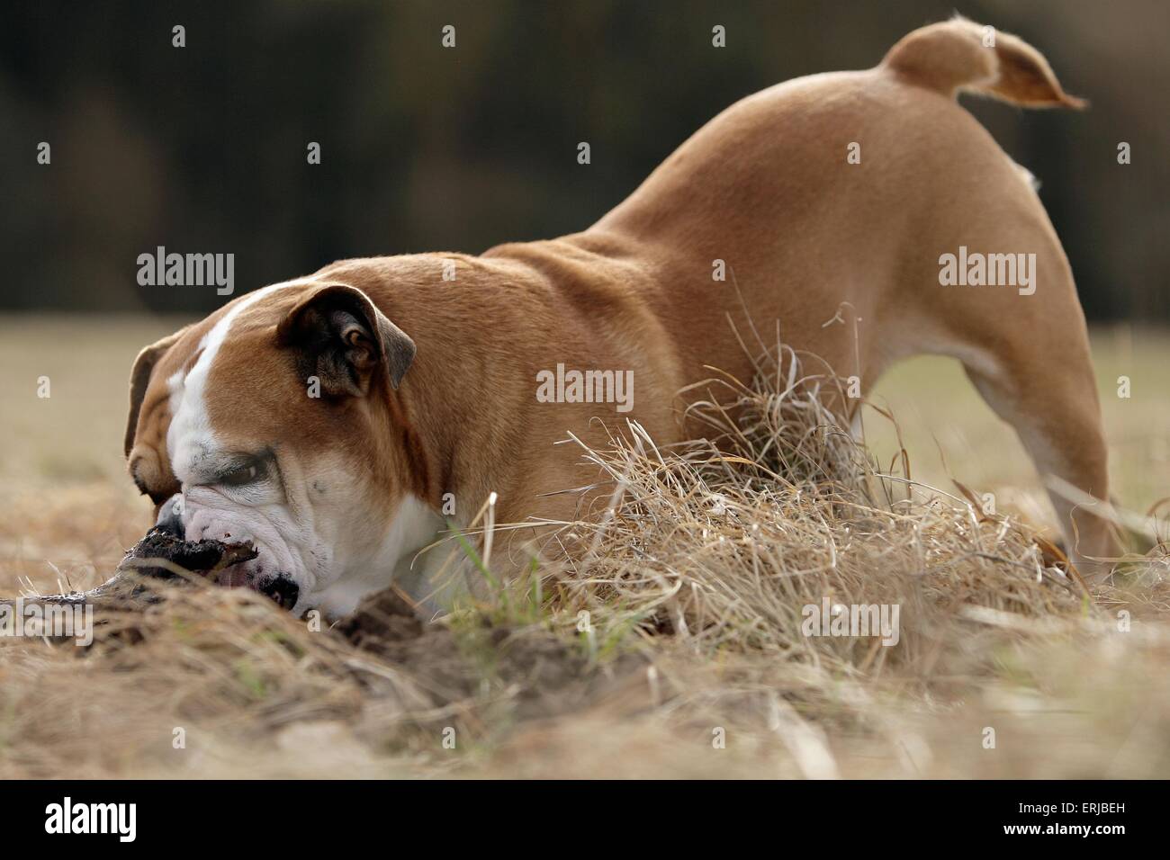 Grass grassland digging hi-res stock photography and images - Alamy
