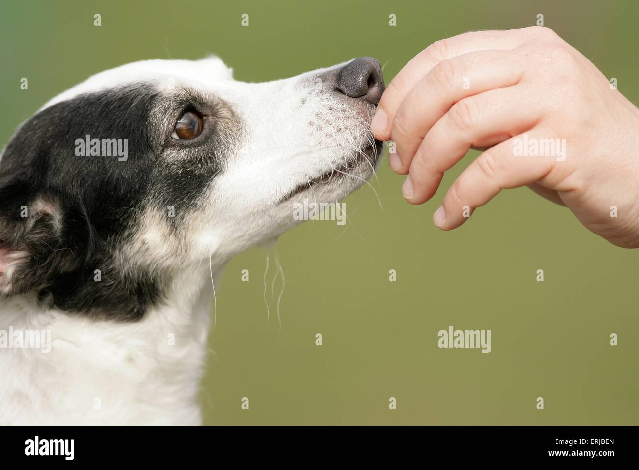 feeding a mongrel Stock Photo - Alamy
