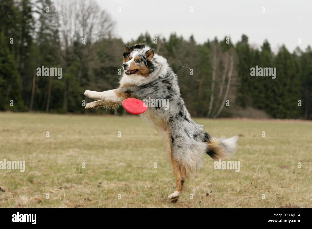 playing Australian Shepherd Stock Photo - Alamy