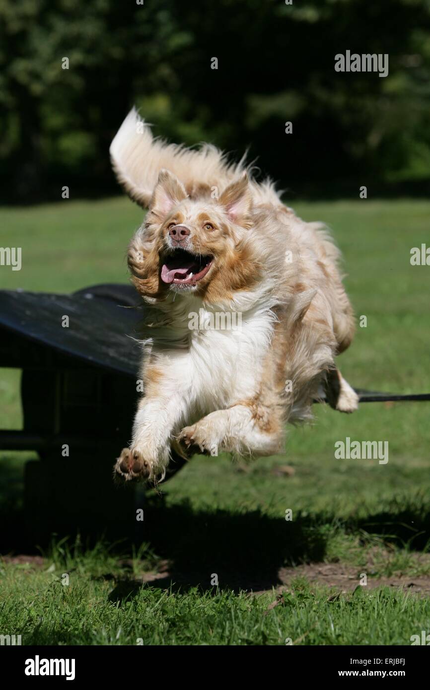 Leaping australian shepherd hi-res stock photography and images - Alamy