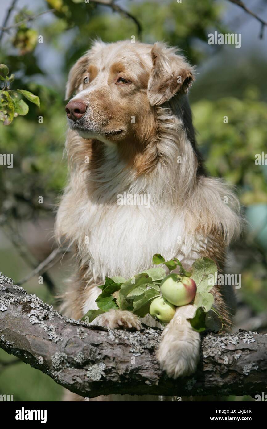 Australian Shepherd Portrait Stock Photo - Alamy