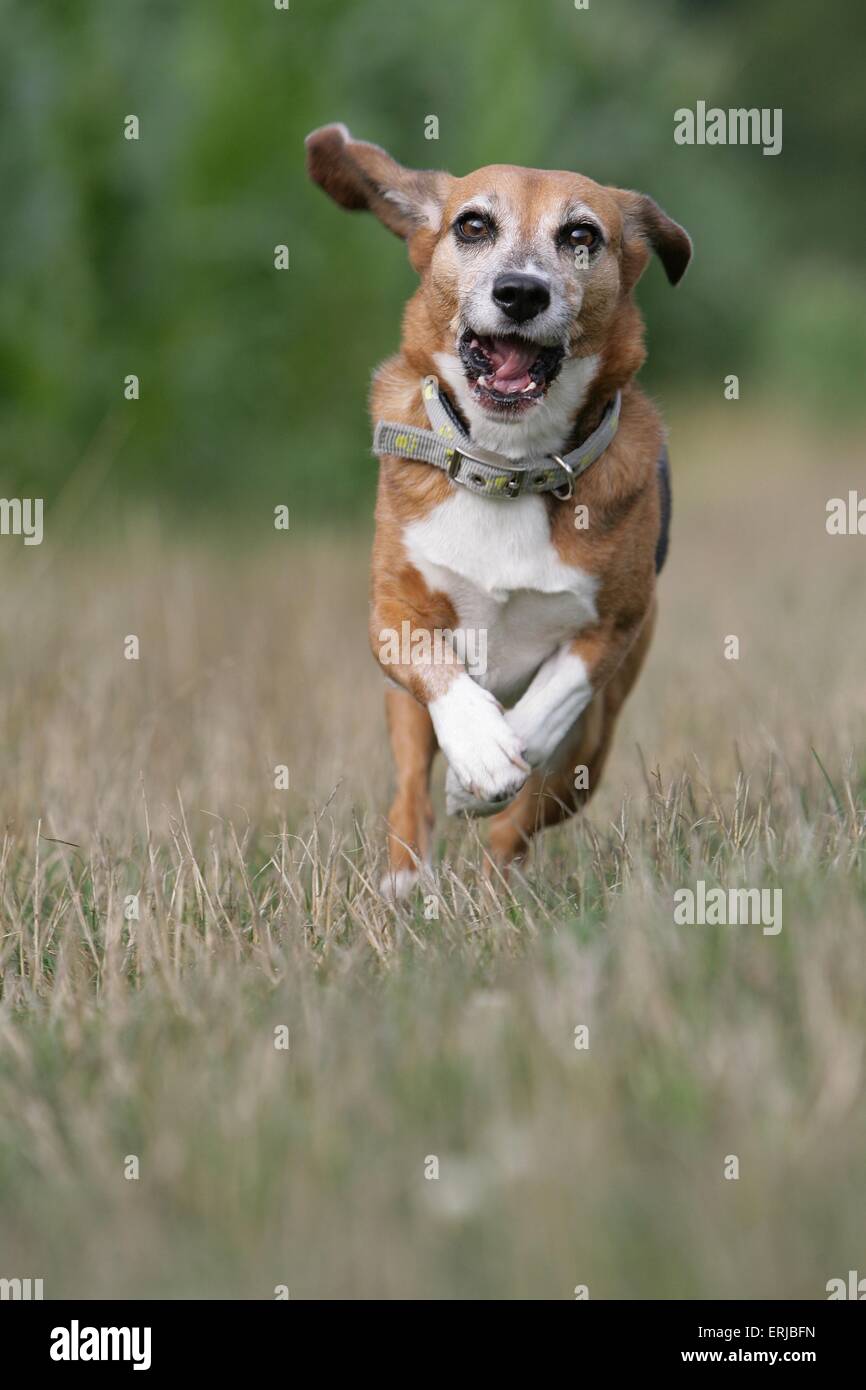 Beagle canis lupus familiaris running hi-res stock photography and ...