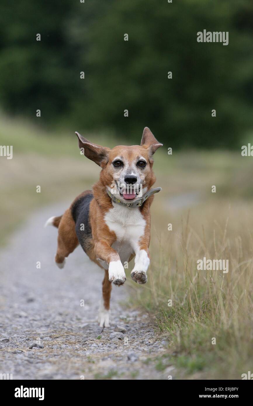 Beagle canis lupus familiaris running hi-res stock photography and ...