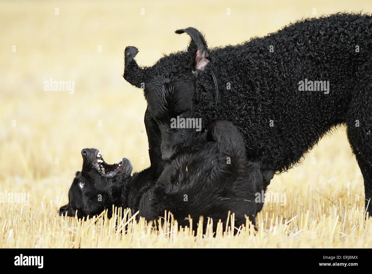 Labrador curly coated hi-res stock photography and images - Alamy