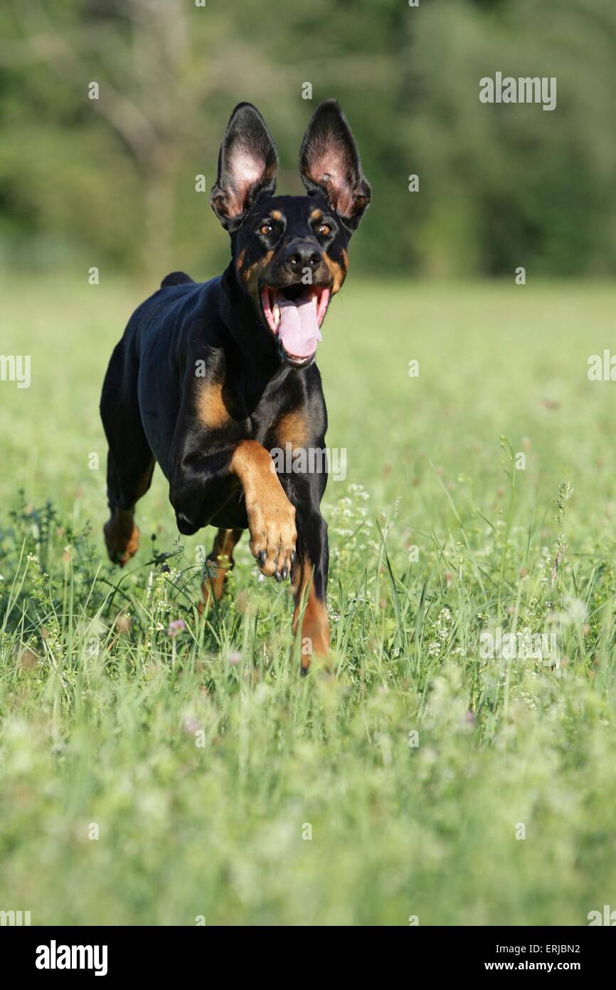 running Doberman Pinscher Stock Photo - Alamy