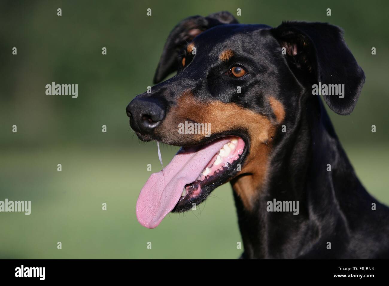 Doberman Pinscher Portrait Stock Photo - Alamy