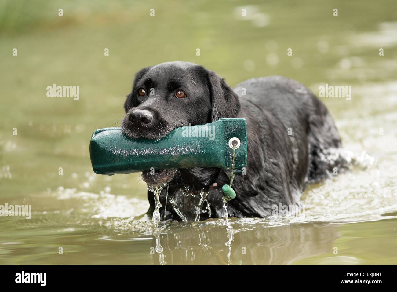 retrieving Labrador Retriever Stock Photo - Alamy
