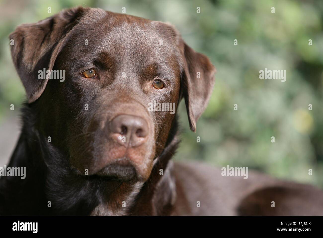 Labrador Retriever Portrait Stock Photo - Alamy