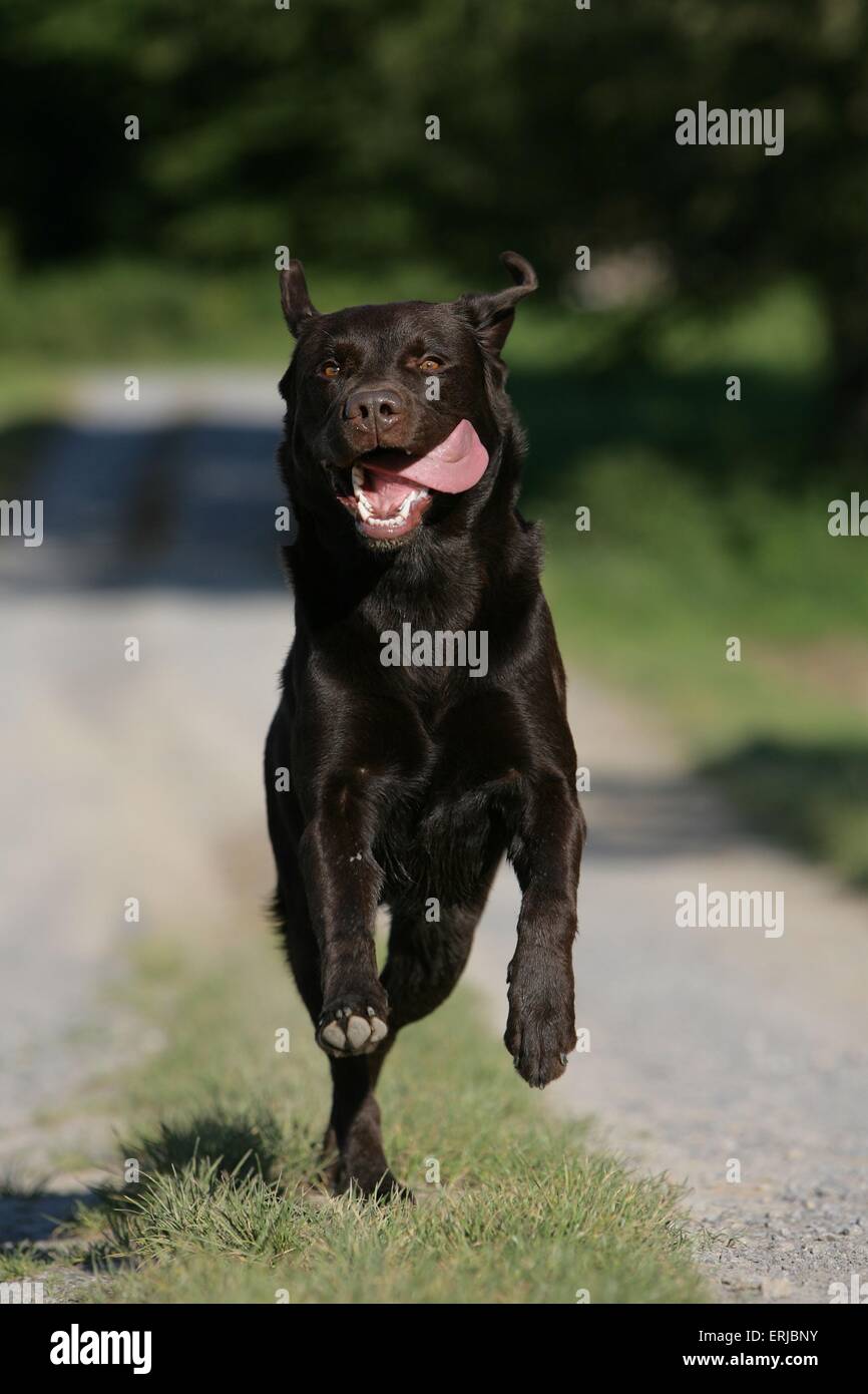 running Labrador Retriever Stock Photo - Alamy