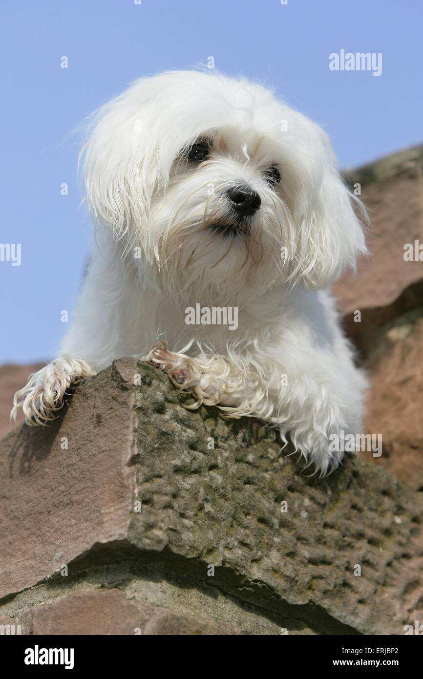 Malteses hi-res stock photography and images - Alamy