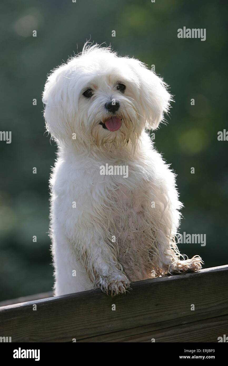 Malteses hi-res stock photography and images - Alamy