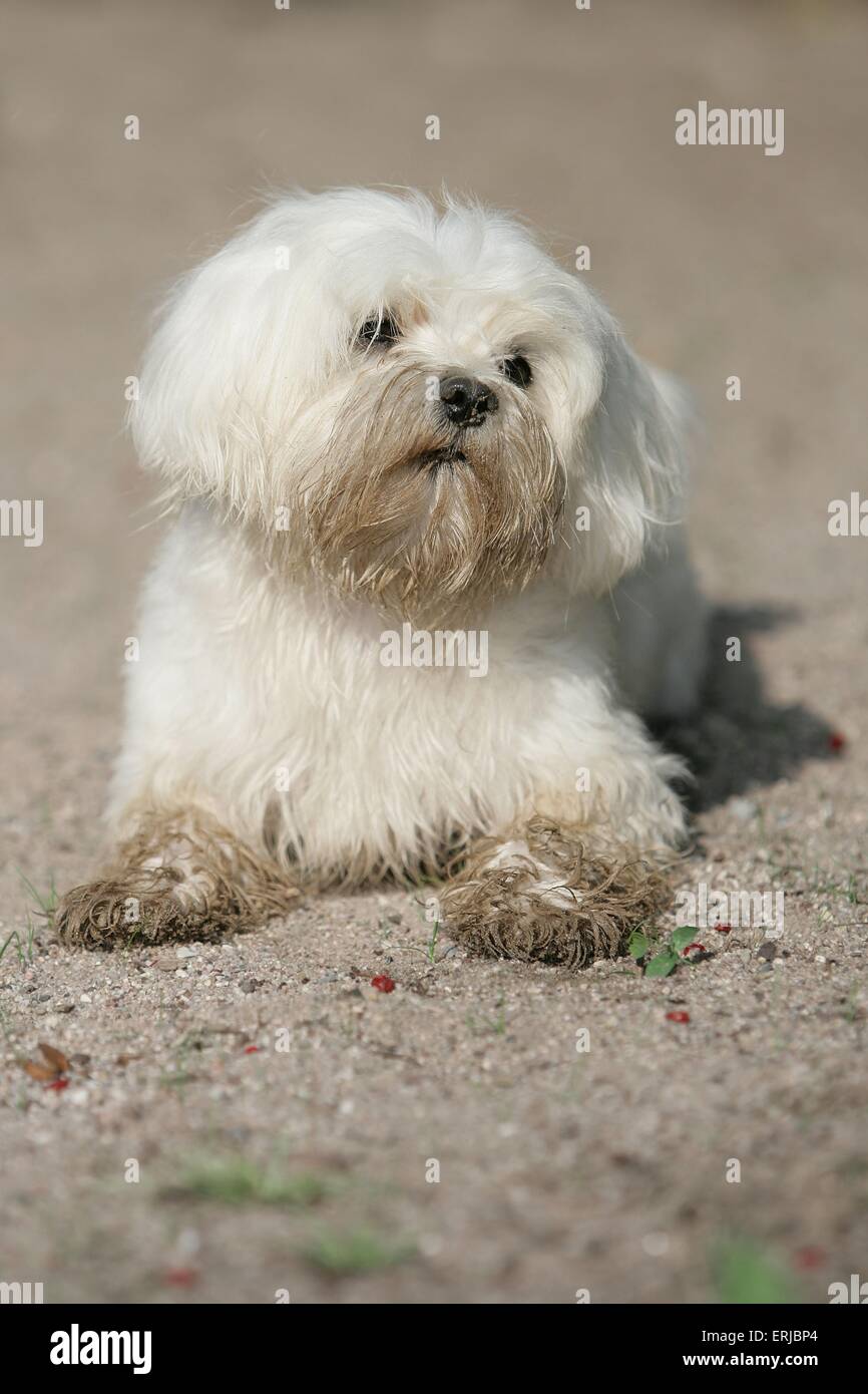 Maltese soil hi-res stock photography and images - Alamy