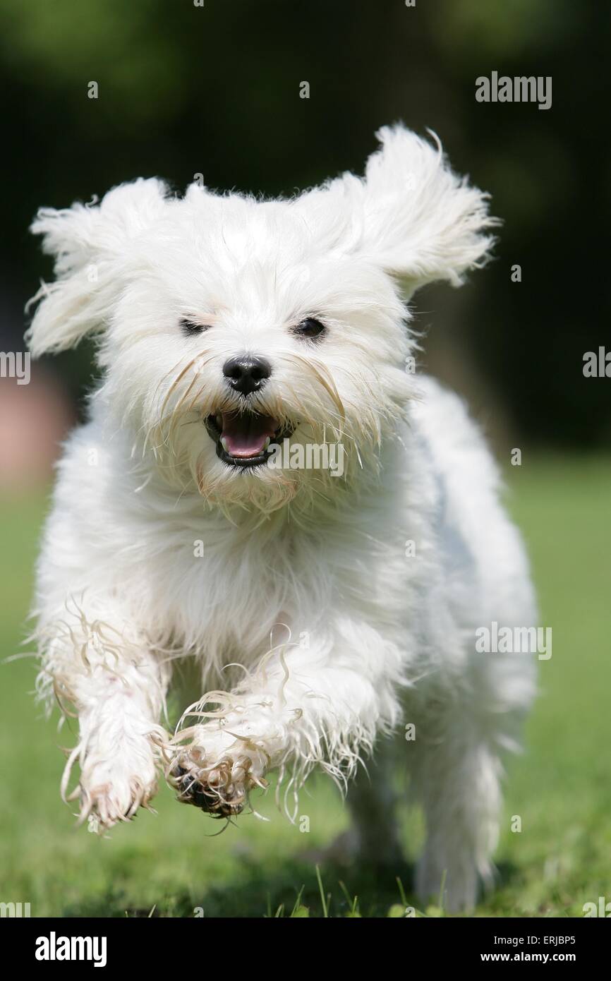 Malteses hi-res stock photography and images - Alamy