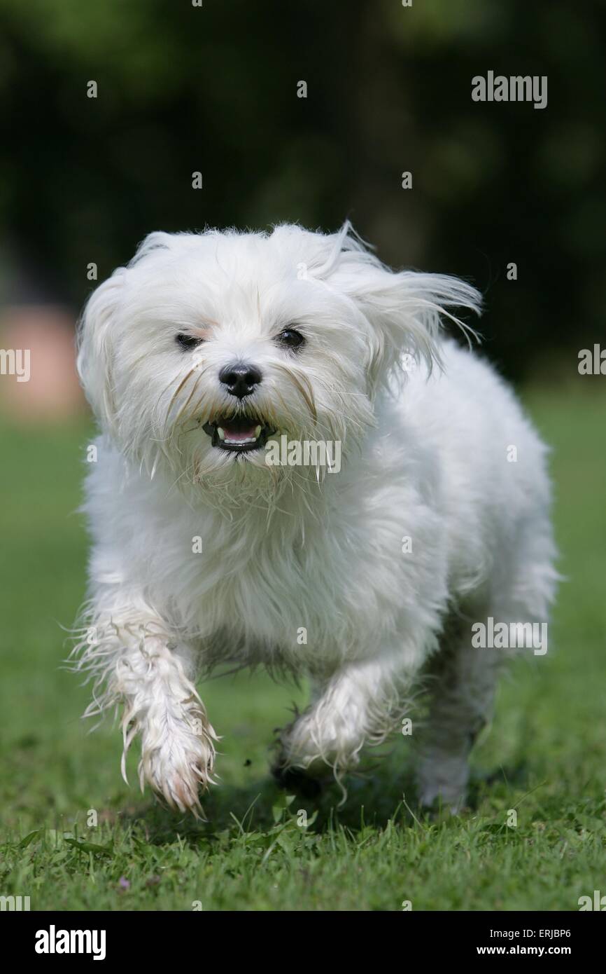 Malteses hi-res stock photography and images - Alamy