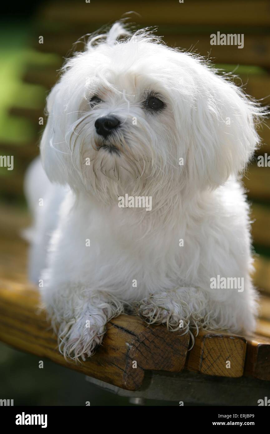 Maltese paws hi-res stock photography and images - Alamy