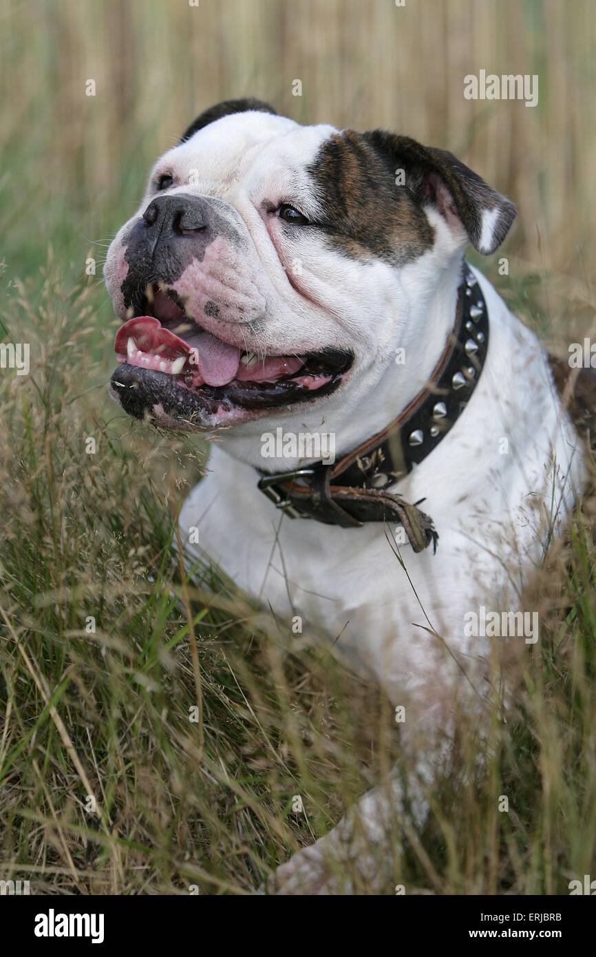 Renascence bulldog hi-res stock photography and images - Alamy