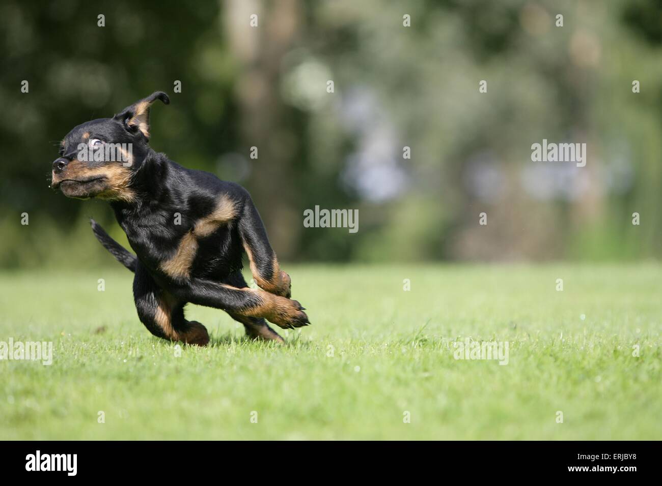 Running rottweiler puppy hi-res stock photography and images - Alamy
