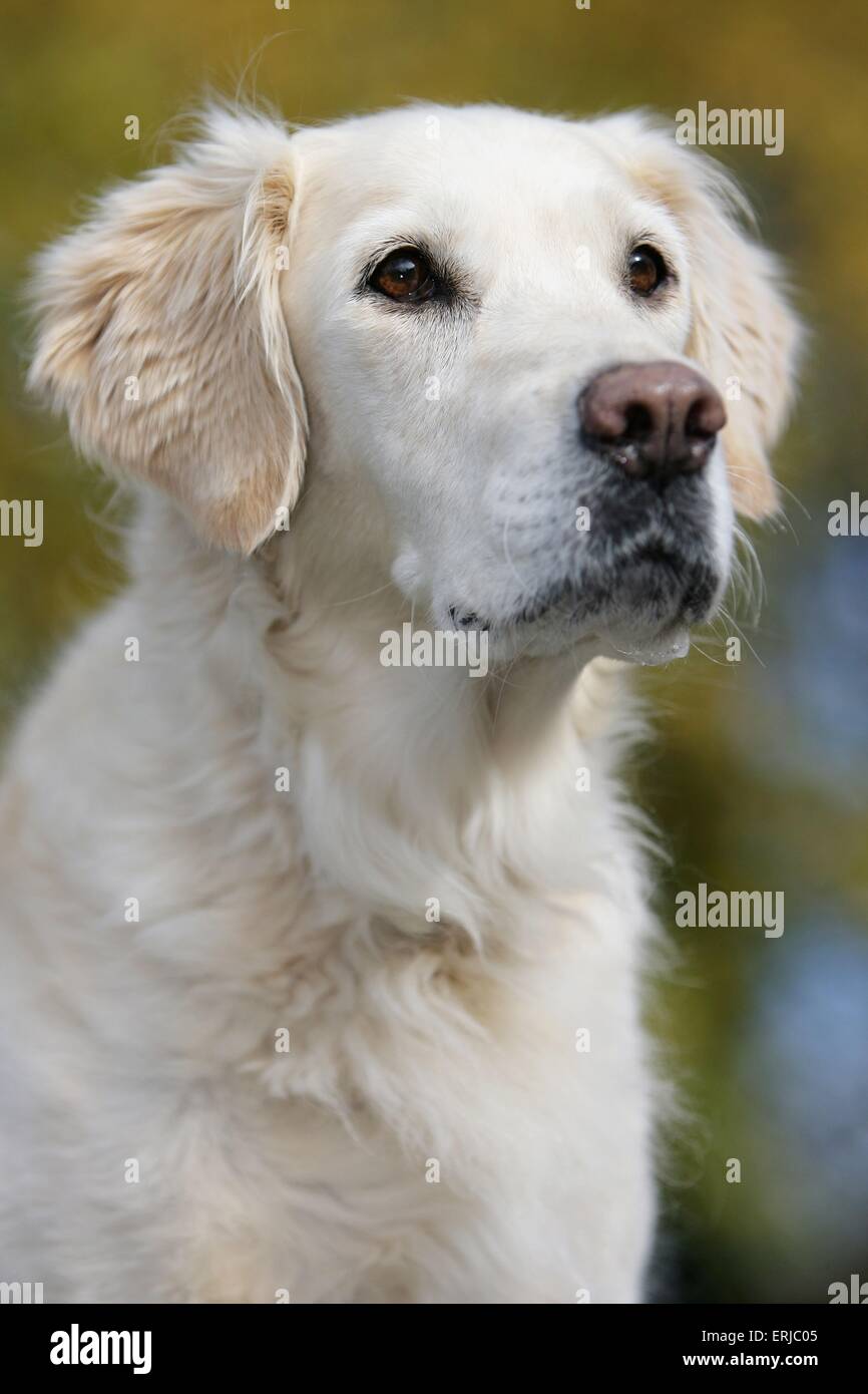Golden Retriever Portrait Stock Photo - Alamy