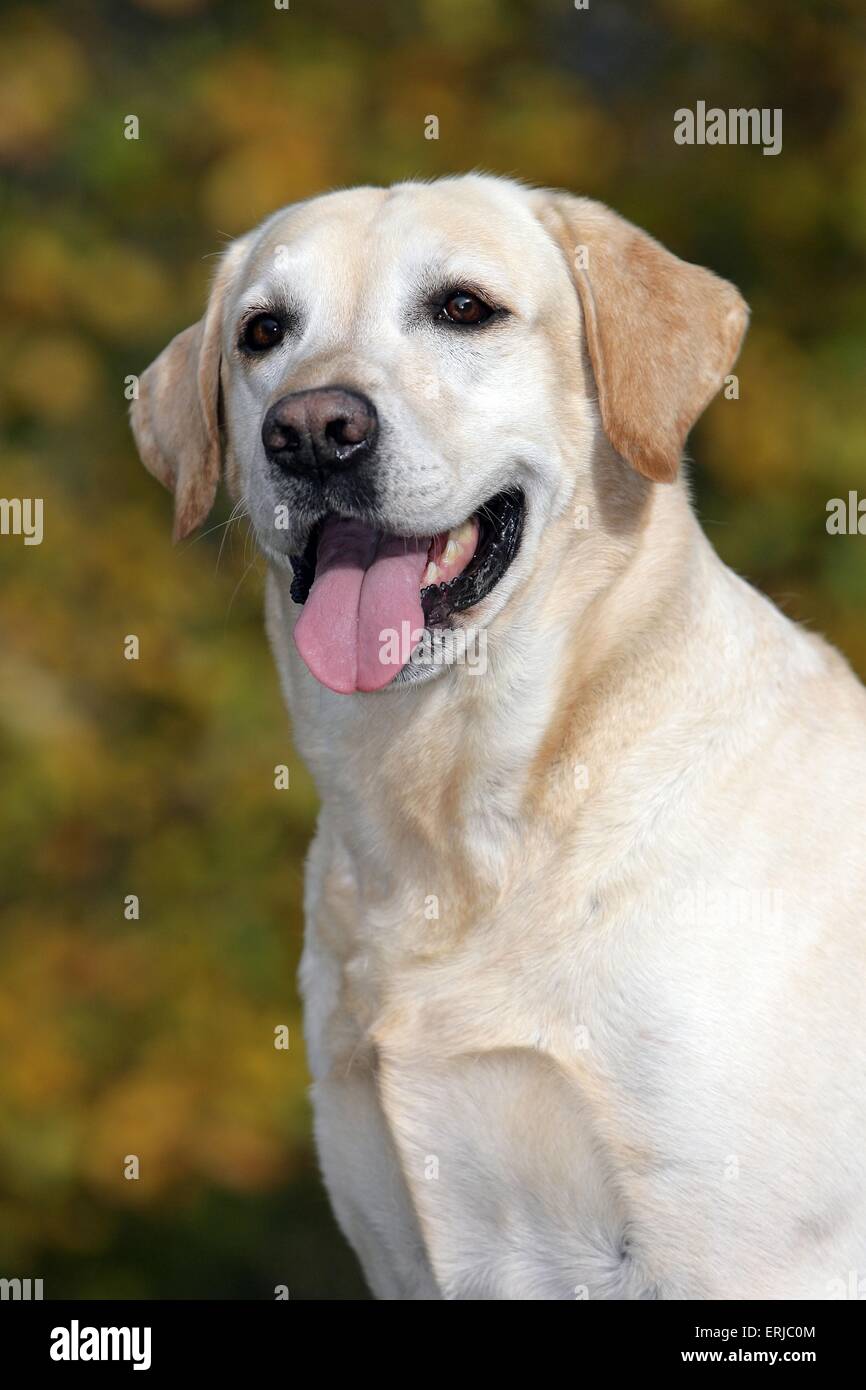 Labrador Retriever Portrait Stock Photo - Alamy