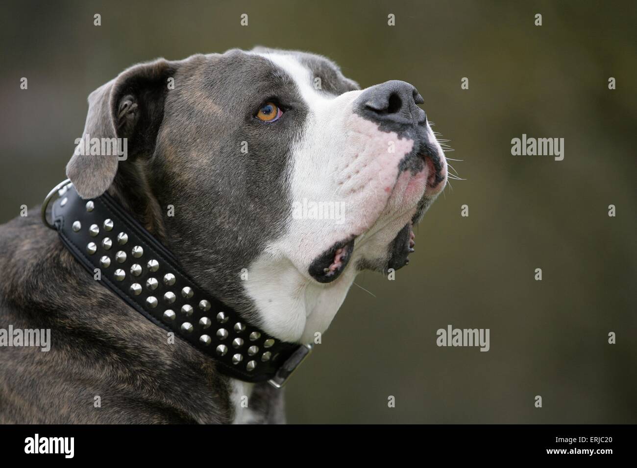 American bulldog side hi-res stock photography and images - Alamy