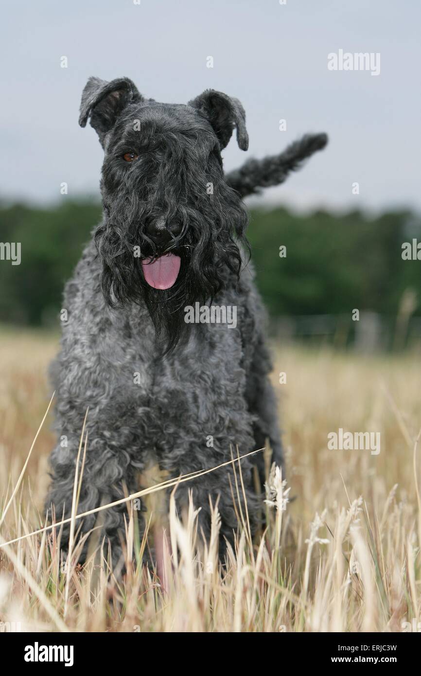 Kerry Blue Terrier Stock Photo - Alamy