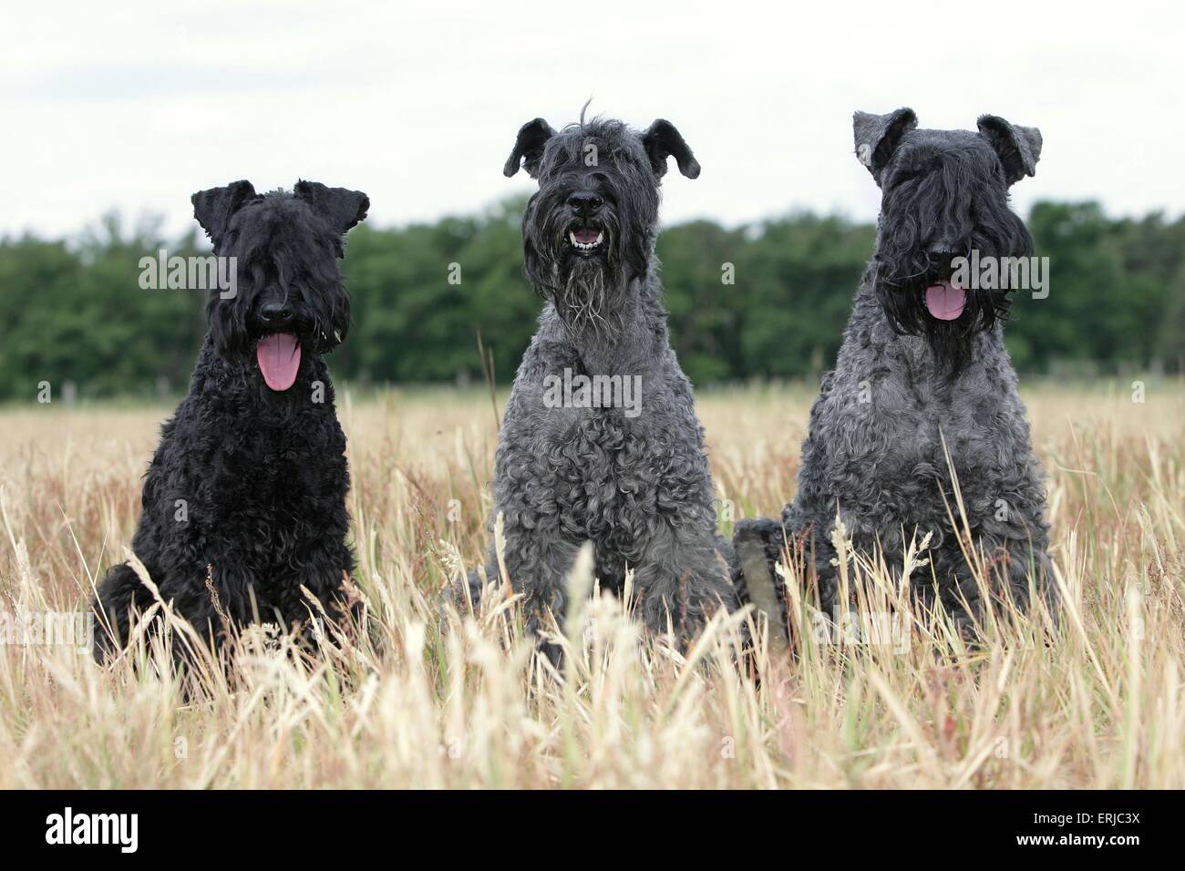 Kerry Blue Terriers Stock Photo - Alamy