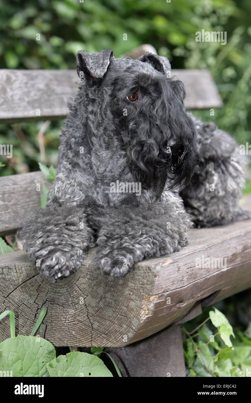 Kerry Blue Terrier Stock Photo - Alamy