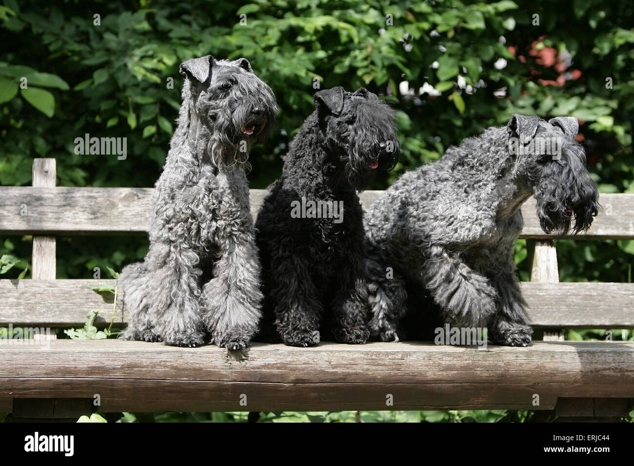 Kerry Blue Terrier Stock Photo - Alamy