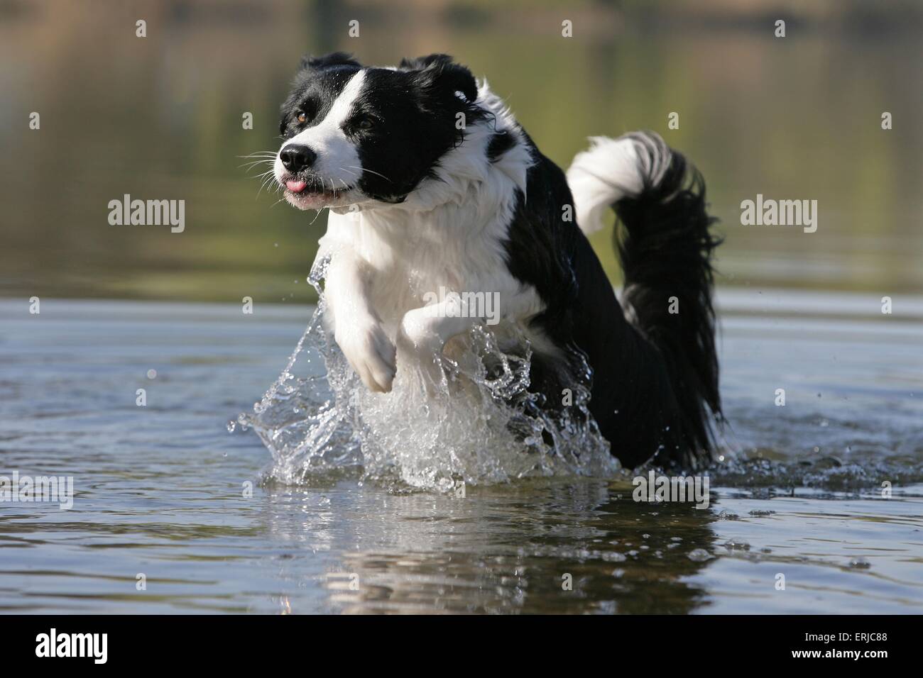 bathing Border Collie Stock Photo - Alamy