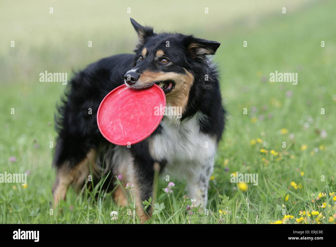 Border Collie with frisbee Stock Photo - Alamy