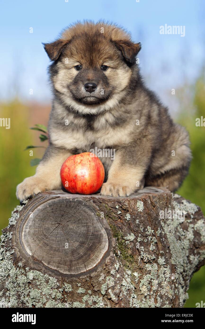 Eurasier puppy hi-res stock photography and images - Alamy