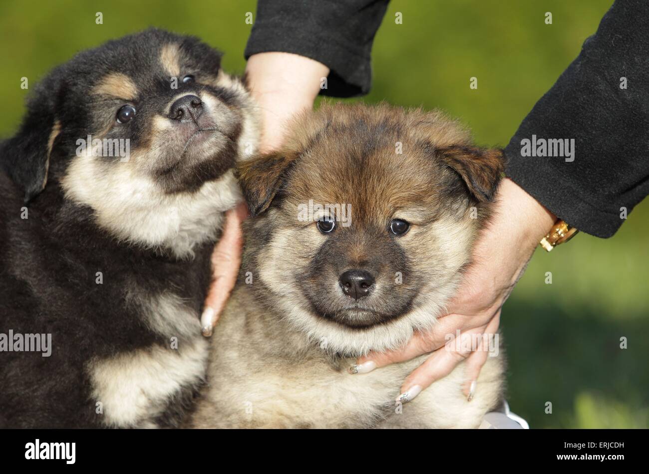 Eurasier Puppy High Resolution Stock Photography and Images - Alamy