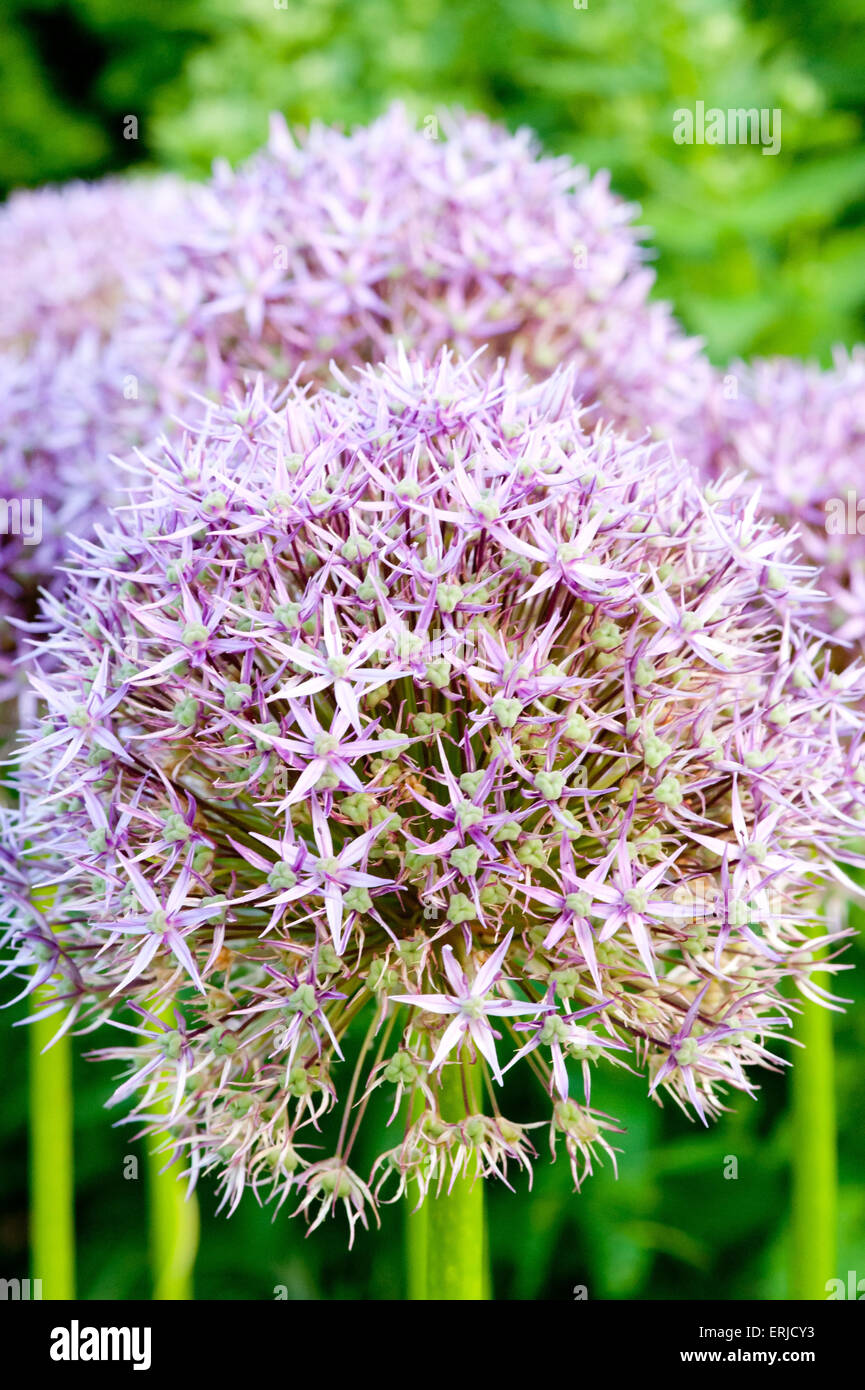 A single stem allium flower Stock Photo - Alamy