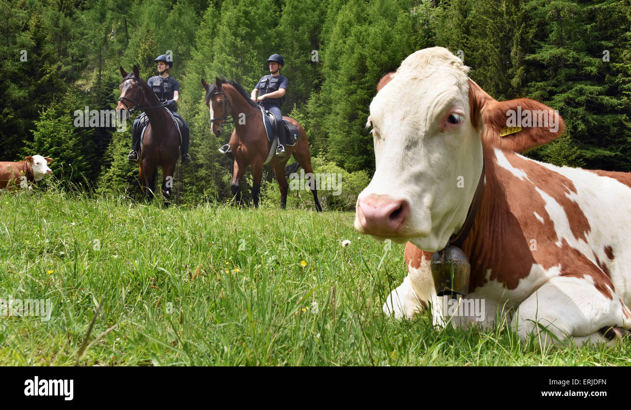 Garmisch partenkirchen cow hi-res stock photography and images - Alamy