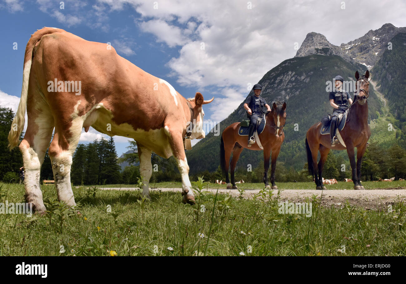 Garmisch partenkirchen cow hi-res stock photography and images - Alamy