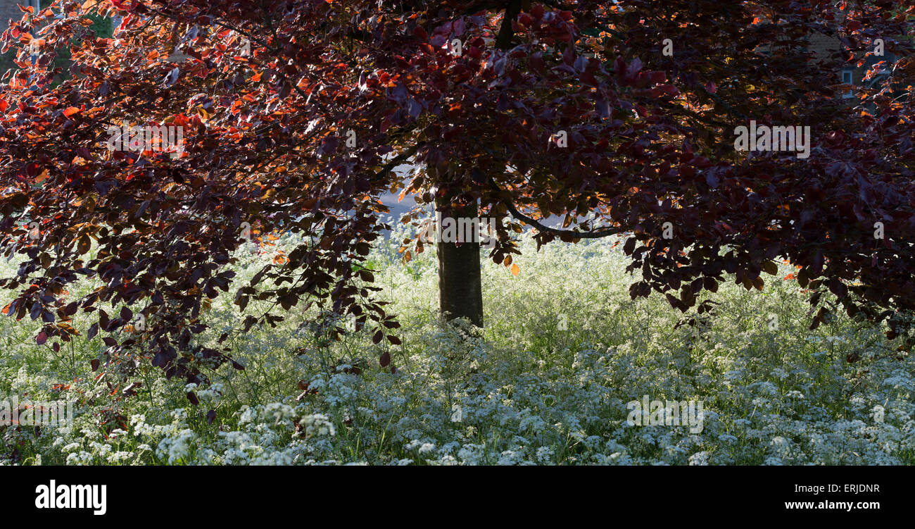 Fagus sylvatica f. purpurea and Anthriscus sylvestris. Copper beech ...