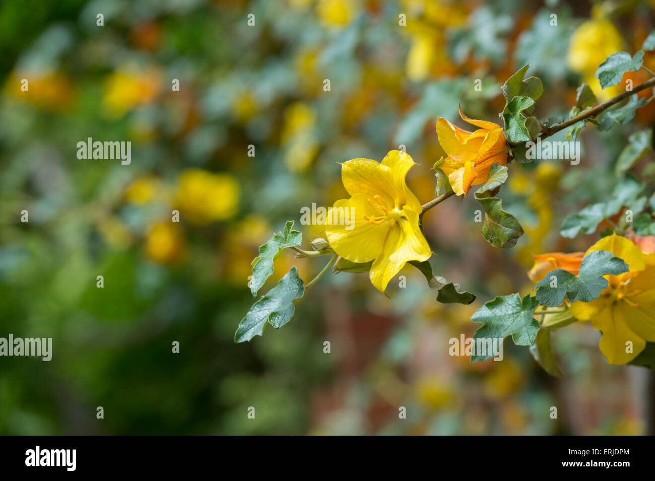 Fremontodendron 'California Glory'. Flannel bush 'California Glory ...