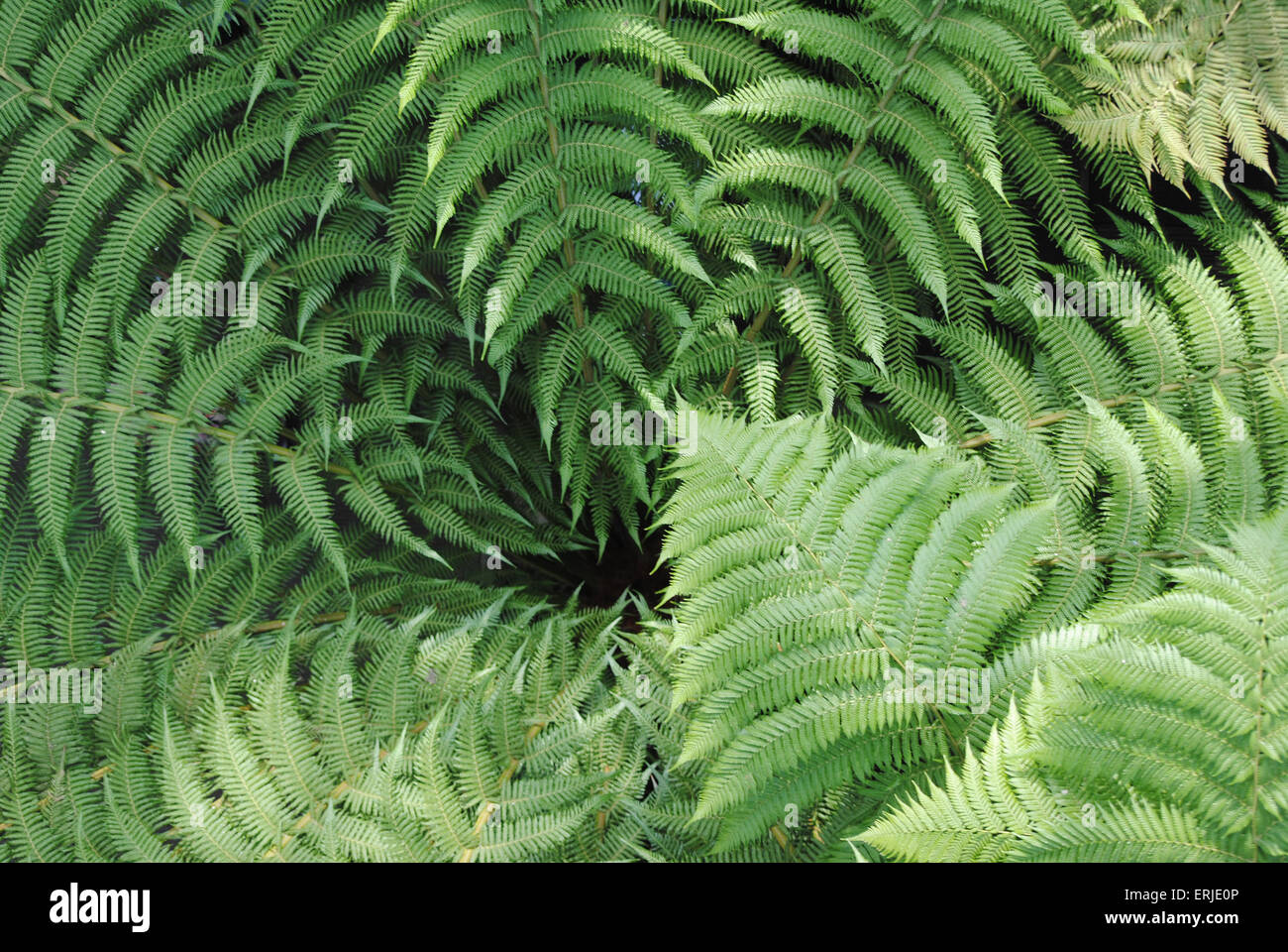 Long pointy leaves hi-res stock photography and images - Alamy