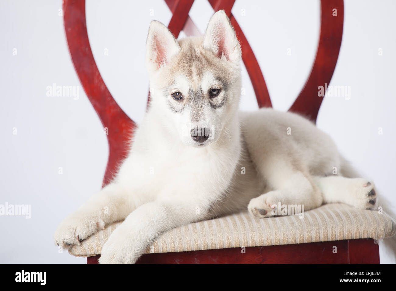 Siberian Husky puppy Stock Photo - Alamy